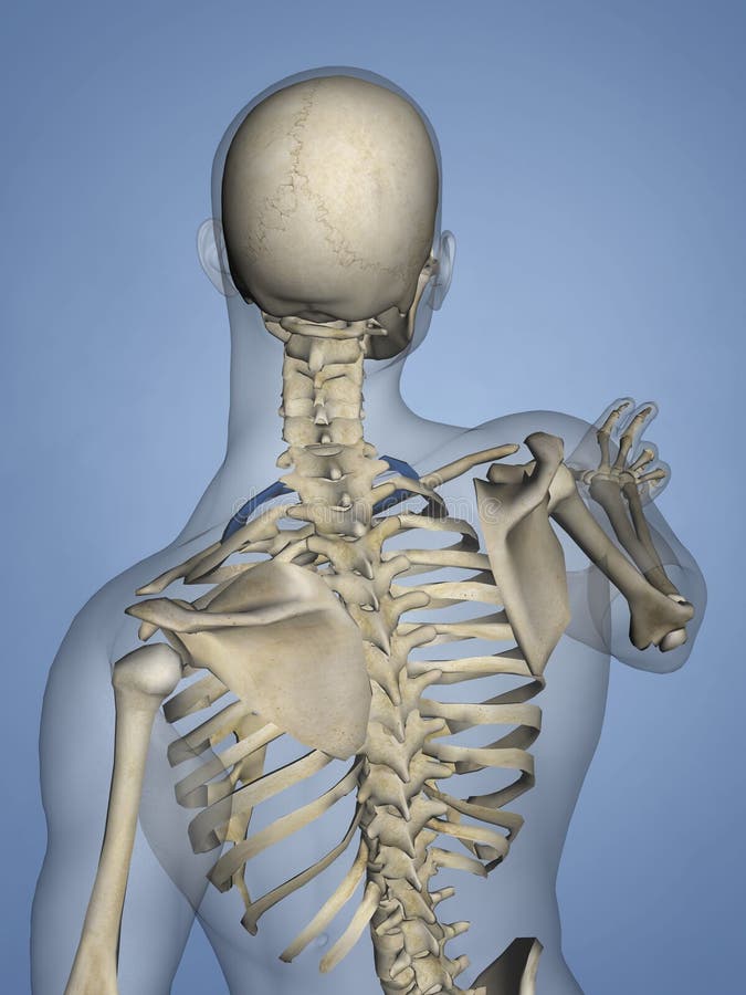 Eerste Rib, Rib Cage, 3D Model Stock Illustratie - Illustration of ...