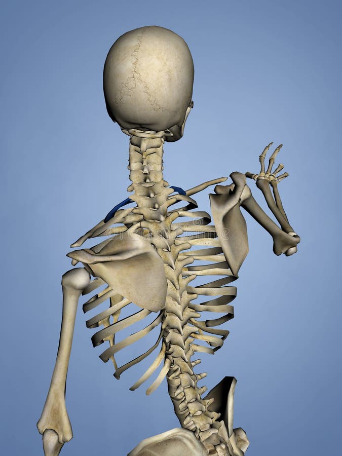 Eerste Rib, Rib Cage, 3D Model Stock Illustratie - Illustration of ...