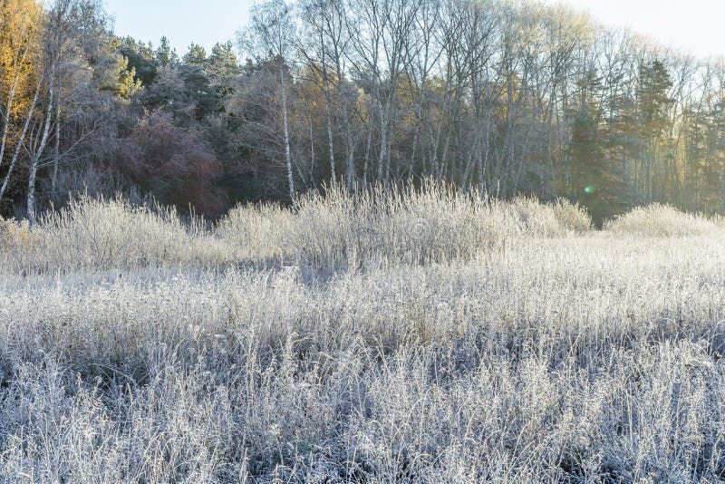 Eerste vorst stock foto. Image of zonlicht, bladeren - 101761768