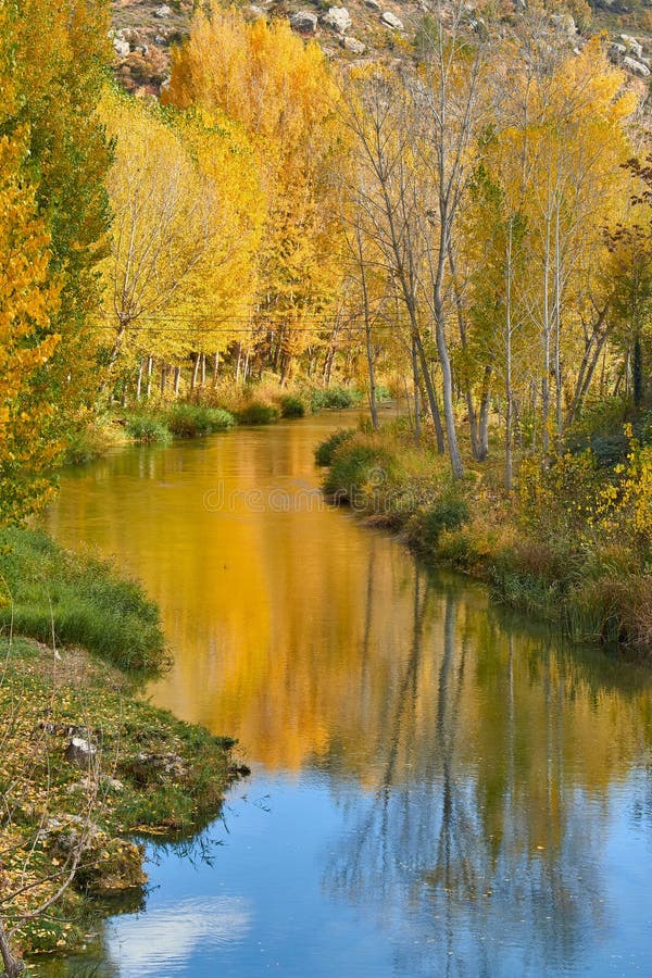 Ees with Ochre Colored Leaves Stock Image - Image of calmness, park ...