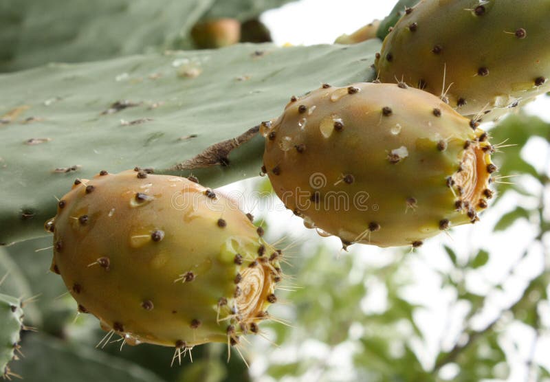 Eetbaar fruit van cactus stock afbeelding. Image of doornen - 11640131