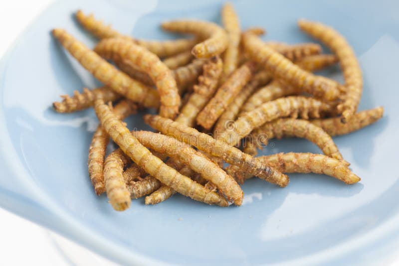 Eetbare Geroosterde Meelwormen Stock Foto - Image of snack, kruid: 37421362