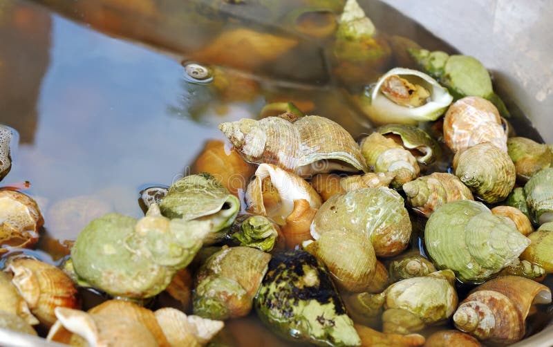 Eetbare slakken stock afbeelding. Image of bezinningen - 30153337