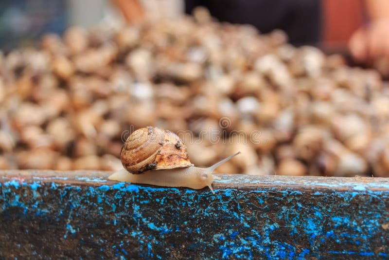 Eetbare slakken op markt stock foto. Image of afrika - 94737220