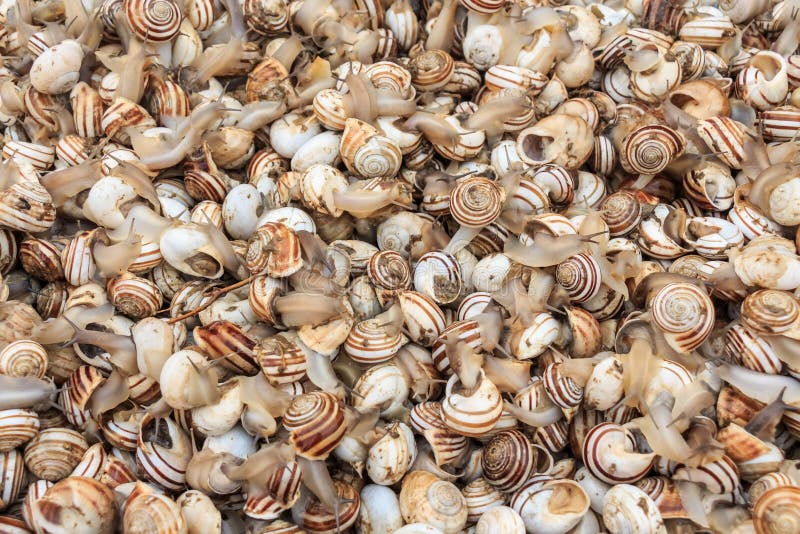 Eetbare slakken op markt stock foto. Image of afrika - 94737220