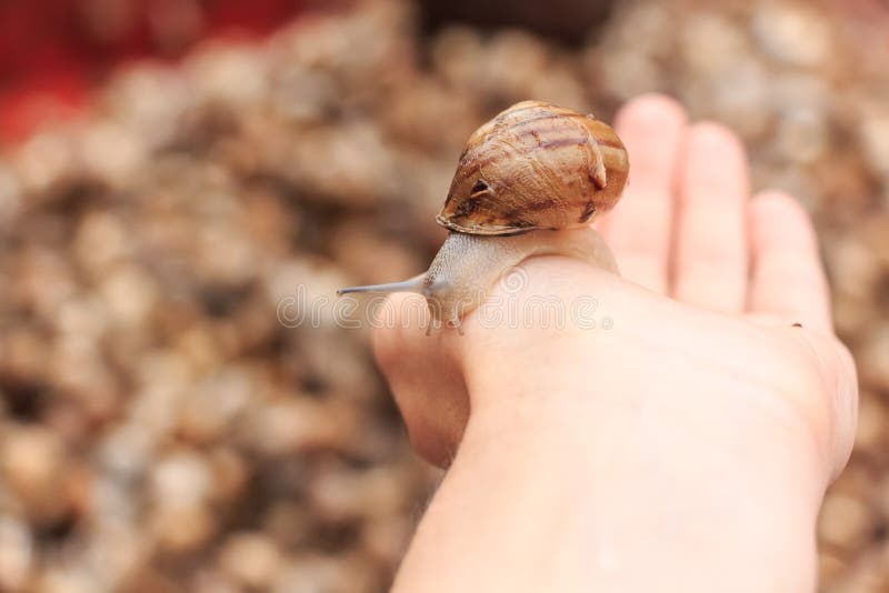 Eetbare slakken op markt stock afbeelding. Image of keuken - 84710577