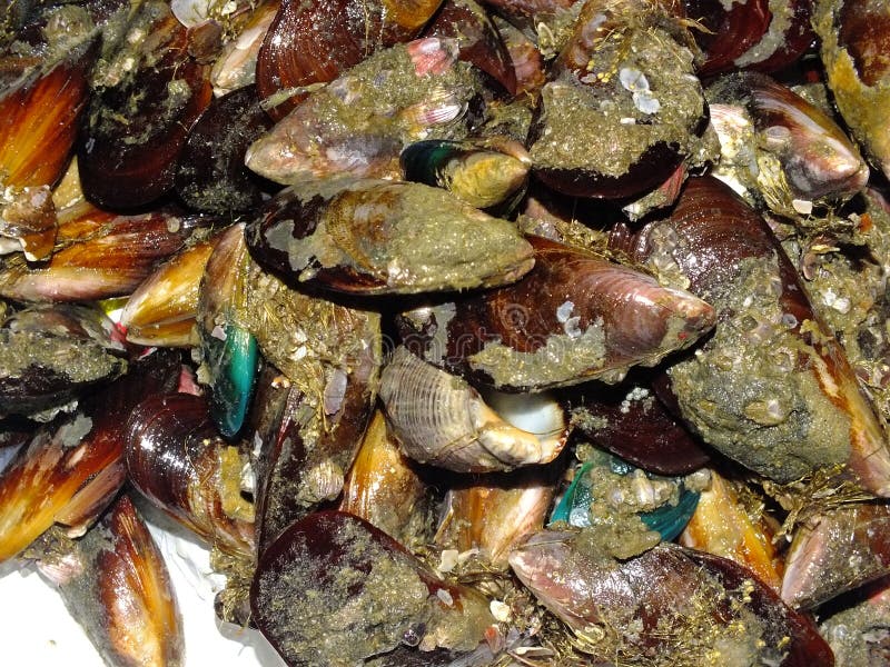 Eetbare Weekdieren Van Overzees Stock Foto - Image of klokken ...