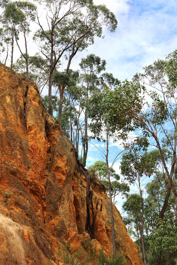 Eeucalypt Trees in Australian Outback, Victoria Stock Image - Image of ...
