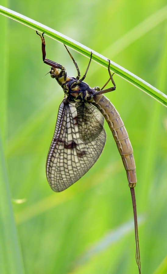 452 Ephemeroptera Fotos de stock - Fotos libres de regalías de Dreamstime