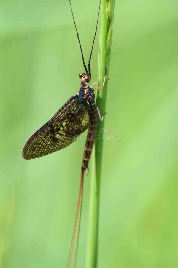 Efímera imagen de archivo. Imagen de alas, insecto, detalle - 2377611