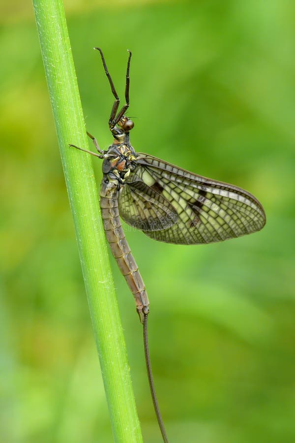 Una Mosca Efímera Encaramada En Los Fingeres De Una Mano Antes De Tomar ...