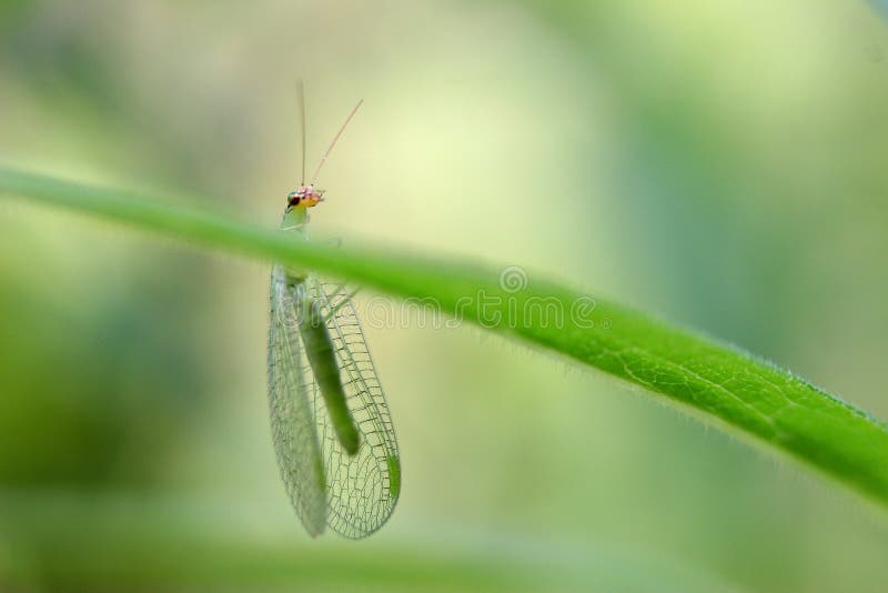 Efímera foto de archivo. Imagen de insecto, hoja, ojos - 3997112