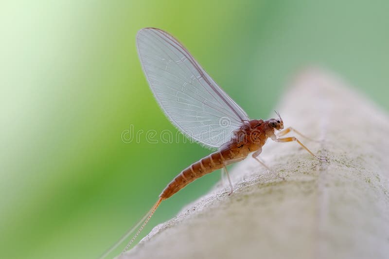 Efímera muy hermosa imagen de archivo. Imagen de macro - 28598085