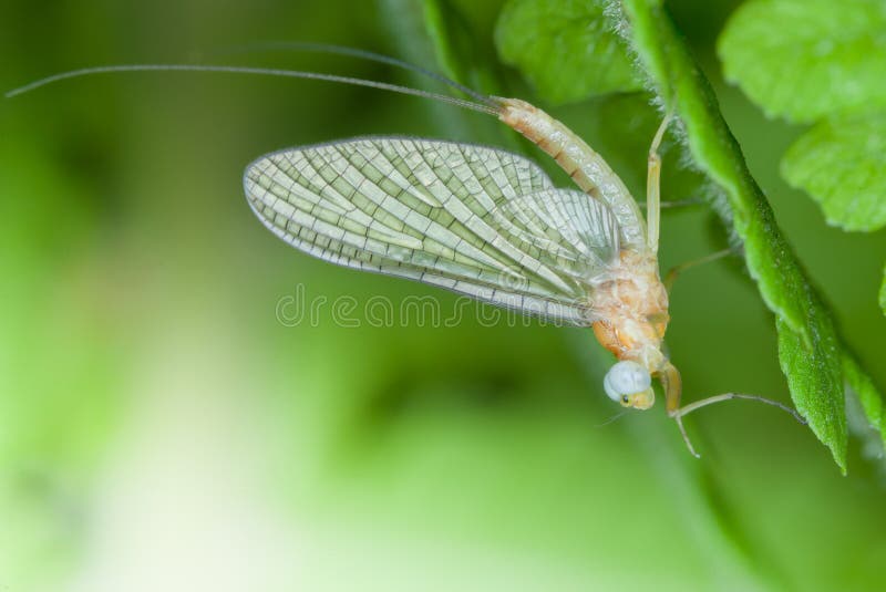 Efímeras imagen de archivo. Imagen de cubo, macro, hoja - 32439735