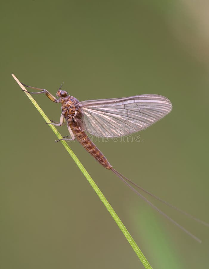Efímeras foto de archivo. Imagen de primer, insecto, vibrante - 35451940