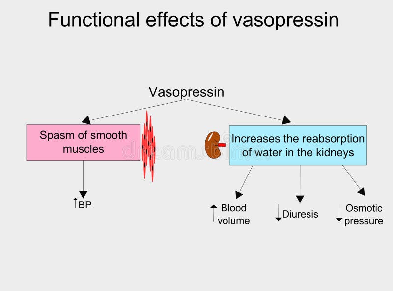 Efectos del vasopressin stock de ilustración. Ilustración de medicina ...