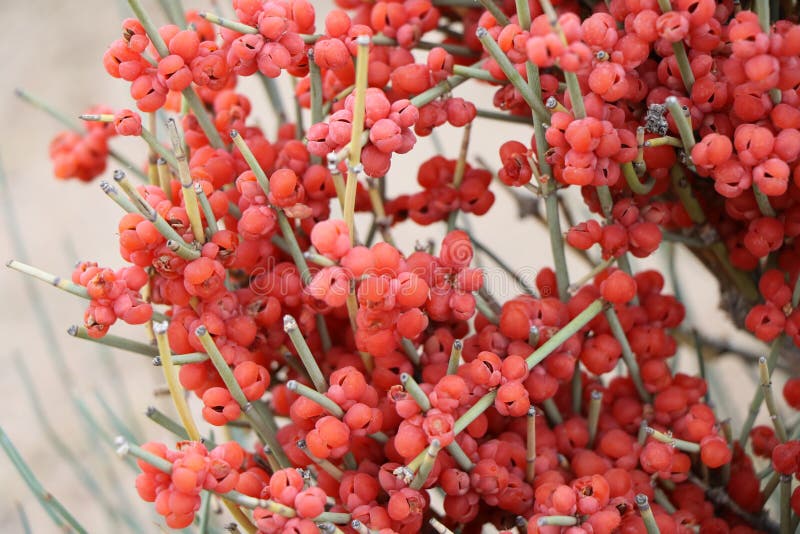 Efedra imagen de archivo. Imagen de cubo, hierba, herbario - 15891399