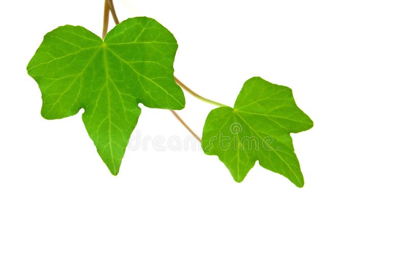 Englisches Efeublatt stockbild. Bild von grün, betrieb - 7761303