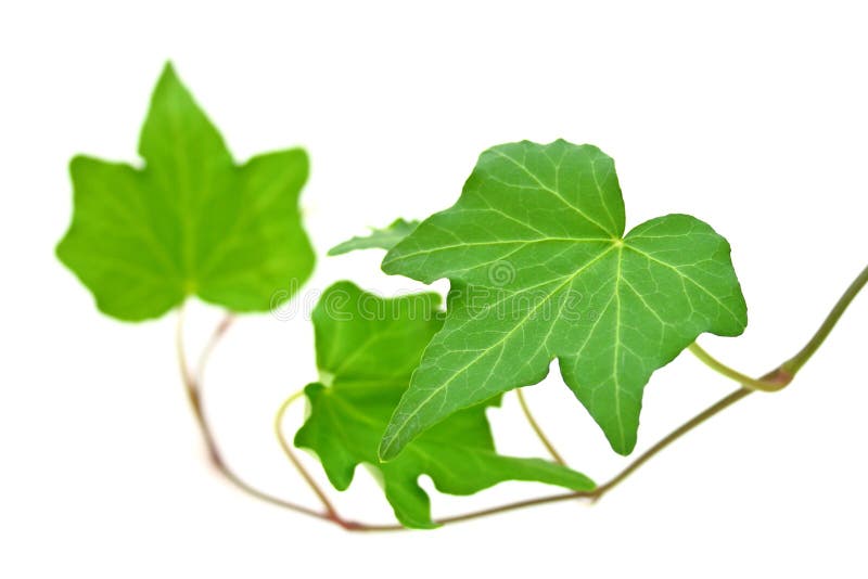 Efeu stockbild. Bild von efeu, laub, botanik, steigen - 12977461