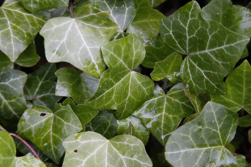 Efeu stockfoto. Bild von muster, zerbrechlich, medizinisch - 14270038