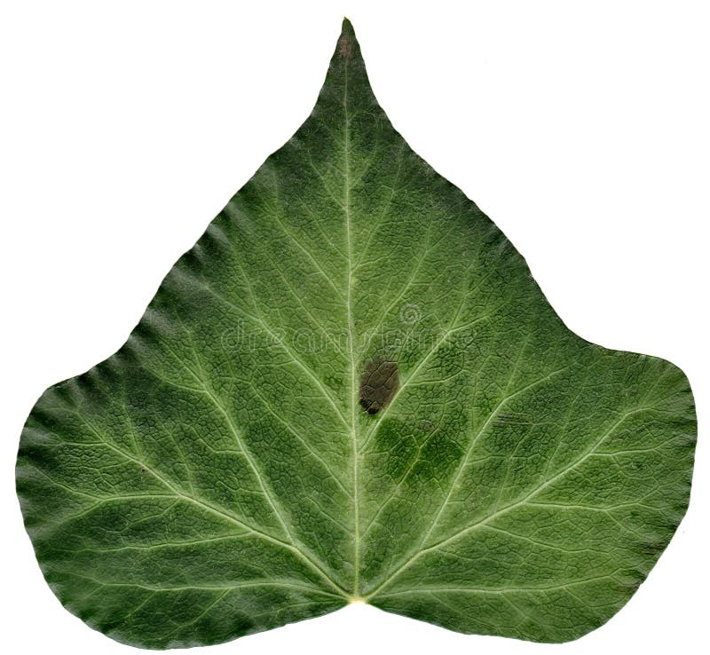 Efeublatt stockbild. Bild von vegetation, makro, getrennt - 16025583