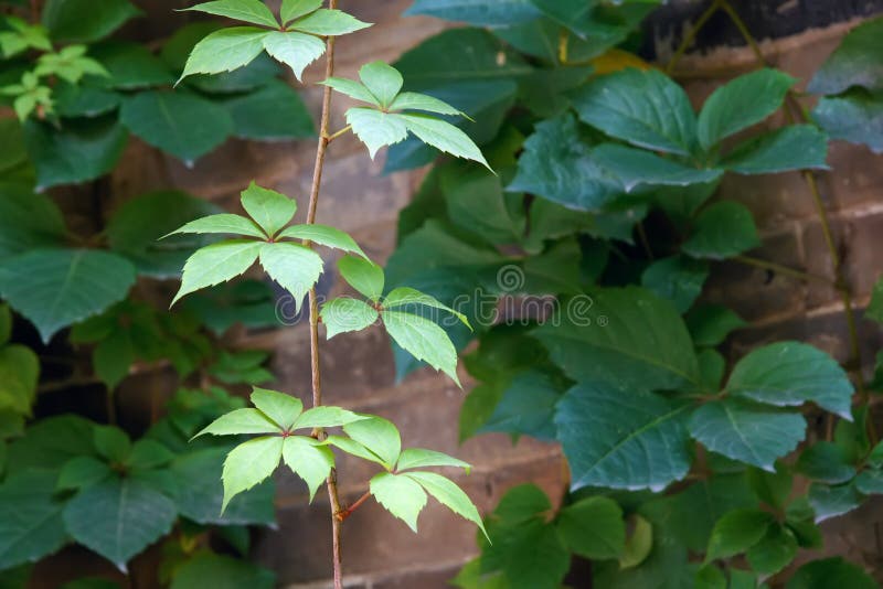 Efeu stockbild. Bild von efeu - 21224471