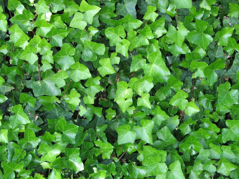 Steigender Efeu stockfoto. Bild von wand, busch, nave, frühling - 735058