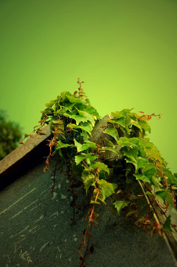 Efeu stockbild. Bild von botanik, aufstieg, auslegung - 47119465