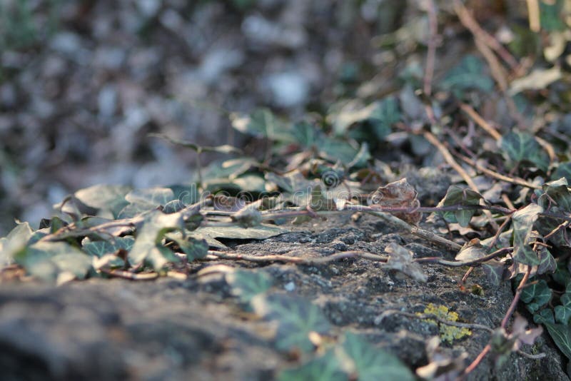 Efeu stock image. Image of tree, leafes, efeu, macro - 95758593