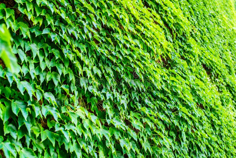 Efeu auf der Wand stockfoto. Bild von wand, efeu - 35315094