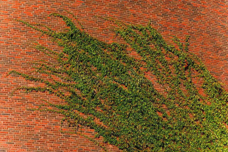 Efeu Wand stockbild. Bild von rebe, liga, efeu, frühling - 780171