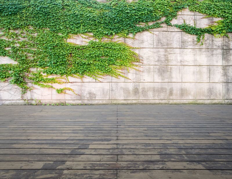 Efeu an Der Wand Mit Betonboden Stockfoto - Bild von laub, efeu: 92757268