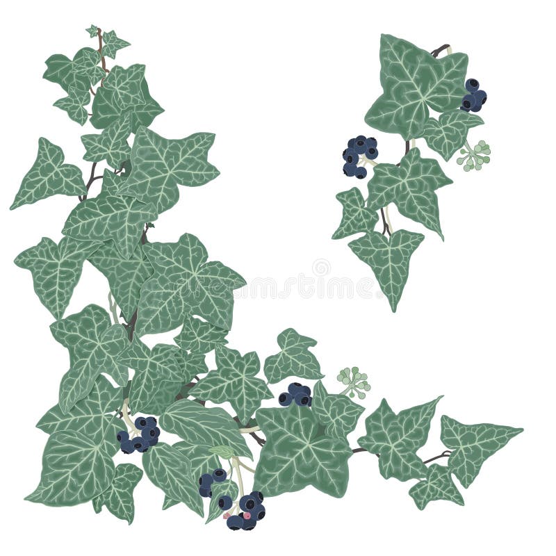 Englischer Efeu Hederahelix, Ornamental Und Heilpflanze Vektor ...