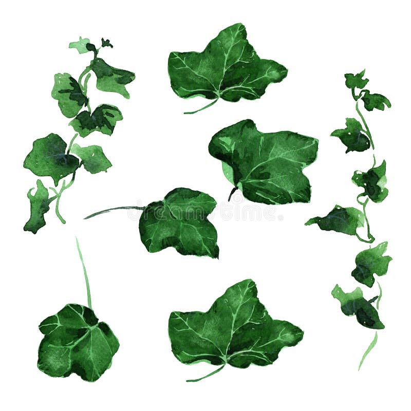 Efeu Stock Illustrationen, Vektoren, & Kliparts - 12,120 Stock ...