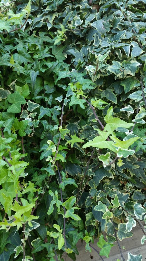 Efeu stock photo. Image of green, efeu, natur, plants - 76947200