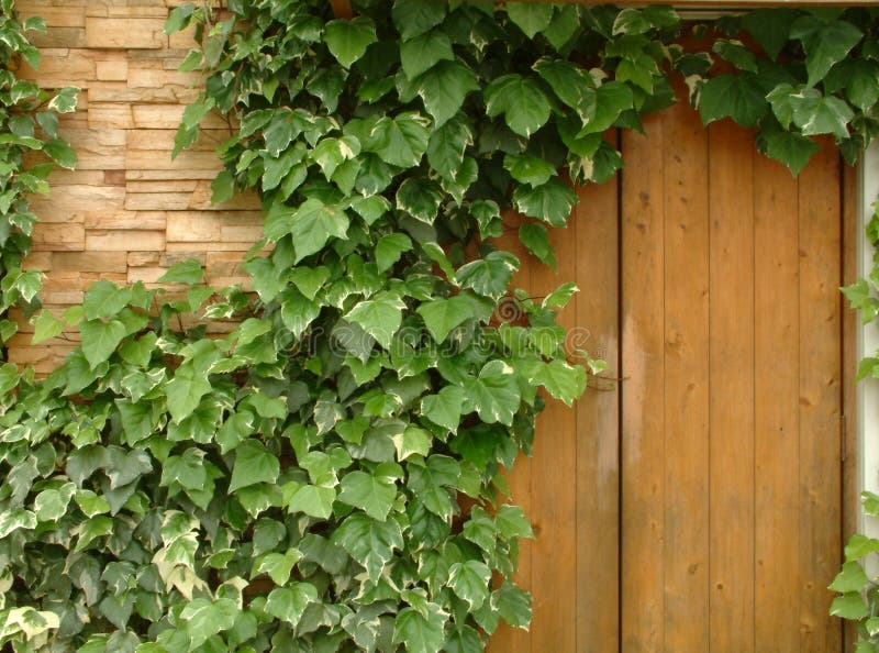 Efeu-Wand stockfoto. Bild von haus, betrieb, holz, abgedeckt - 44702