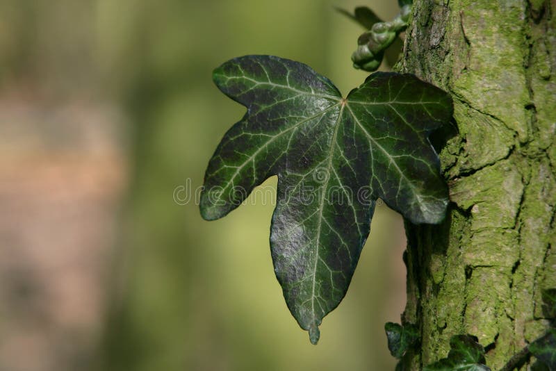 Efeu-Blatt stockfoto. Bild von gartenbau, englisch, efeu - 6280844