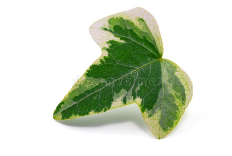 Efeu Blatt stockbild. Bild von pflanzen, sonderkommando - 19765487