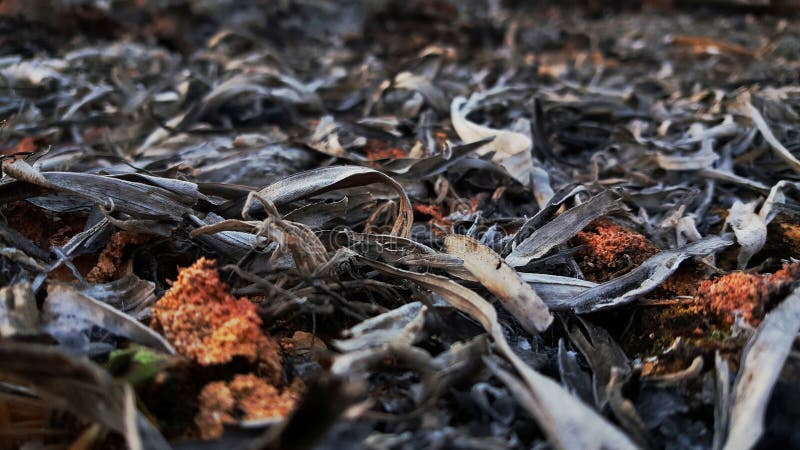 Effect of Burn and Fire on Soil and Leaf Stock Image - Image of leaf ...