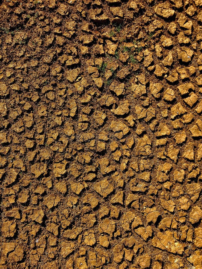 Effect of Drought on Top Soil Stock Photo - Image of branch, plant ...