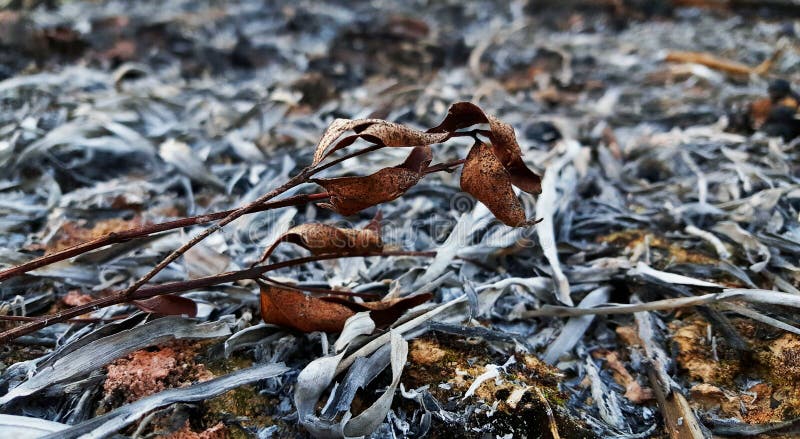 Effect of Fire and Burn on Soil and Leaf Stock Image - Image of burn ...