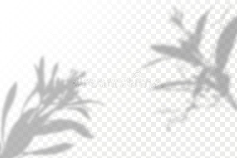 Realistic Shadow Tropical Leaves and Branches on Transparent Checkered ...