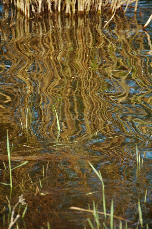 The Effect of Reflection. the Stems of Reeds are Reflected on the Wavy ...