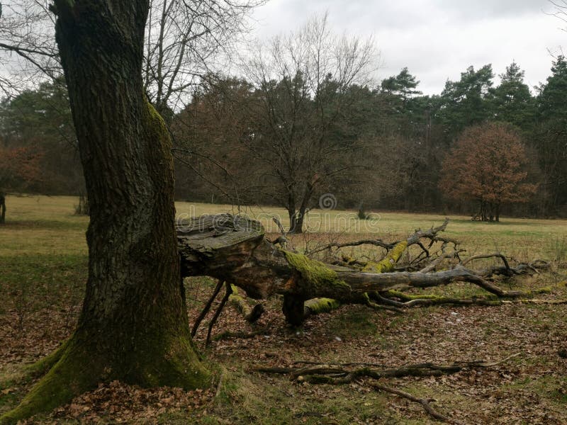 Effect of a Wind Storm Half a Tree is Torn Down Stock Image - Image of ...