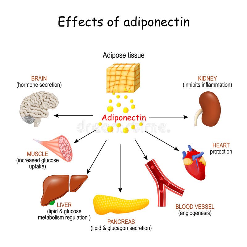 Adipocyte Structure. Fat Cell Stock Vector - Illustration of overweight ... Adipocyte Structure. Fat Cell Stock Vector - Illustration of overweight ...