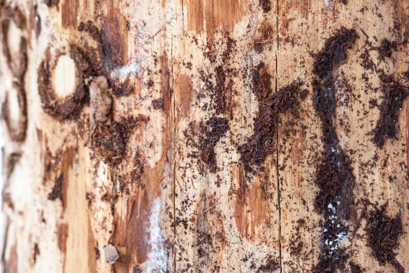 Effects of a bark beetle stock photo. Image of closeup - 111985066