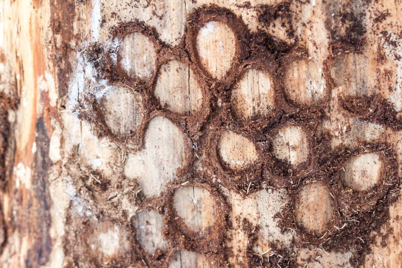 Effects of a bark beetle stock image. Image of bark - 111985163