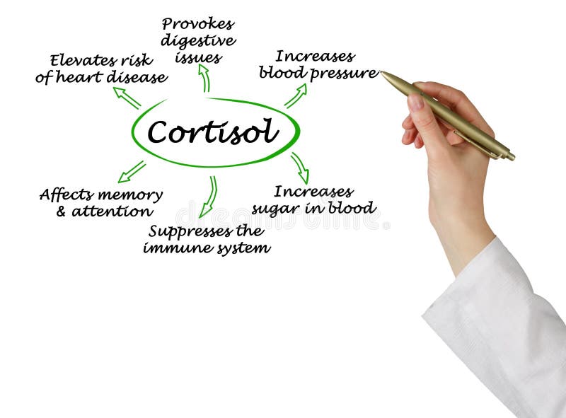 Effects of Cortisol on Organism Stock Photo - Image of affects ...