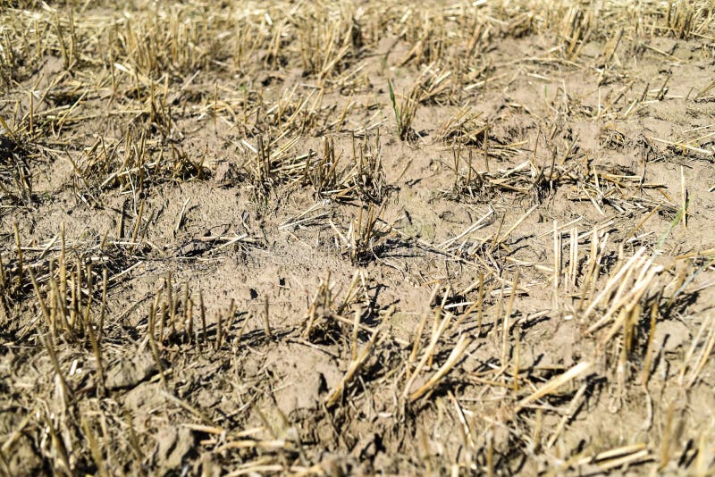 The Effects of Drought, Dried Field in the Summer. Stock Image - Image ...