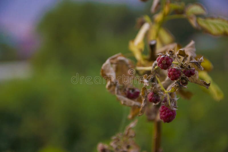 Effects of Drought, Dried Raspberry on the Bush in the Summer Stock ...